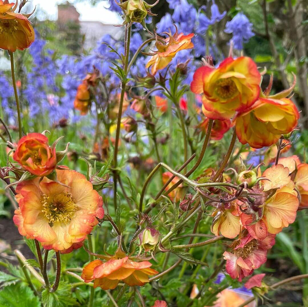 24 Flower Combinations That Are Born For Each Other