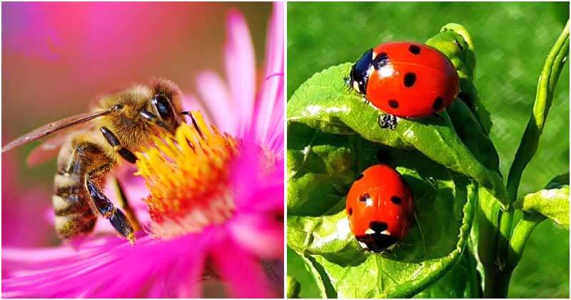 20 Lovely and Cool Rainbow Garden Ideas