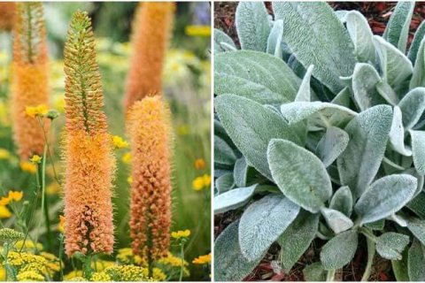 10 Houseplants That Displays The Beautiful Shiny Leaves