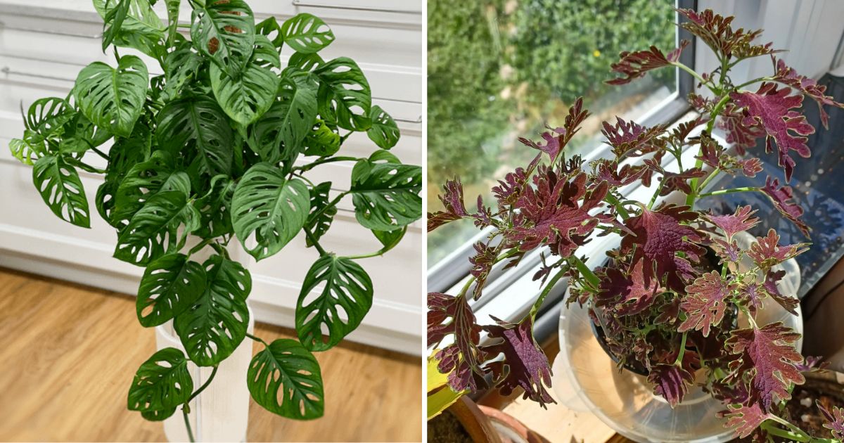 14 Cut Foliage Houseplant Varieties To Give Your Home A Fanciful Beauty