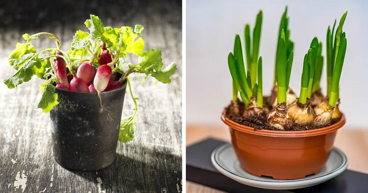 20 Edible Plants That You Can Grow Indoors Easily