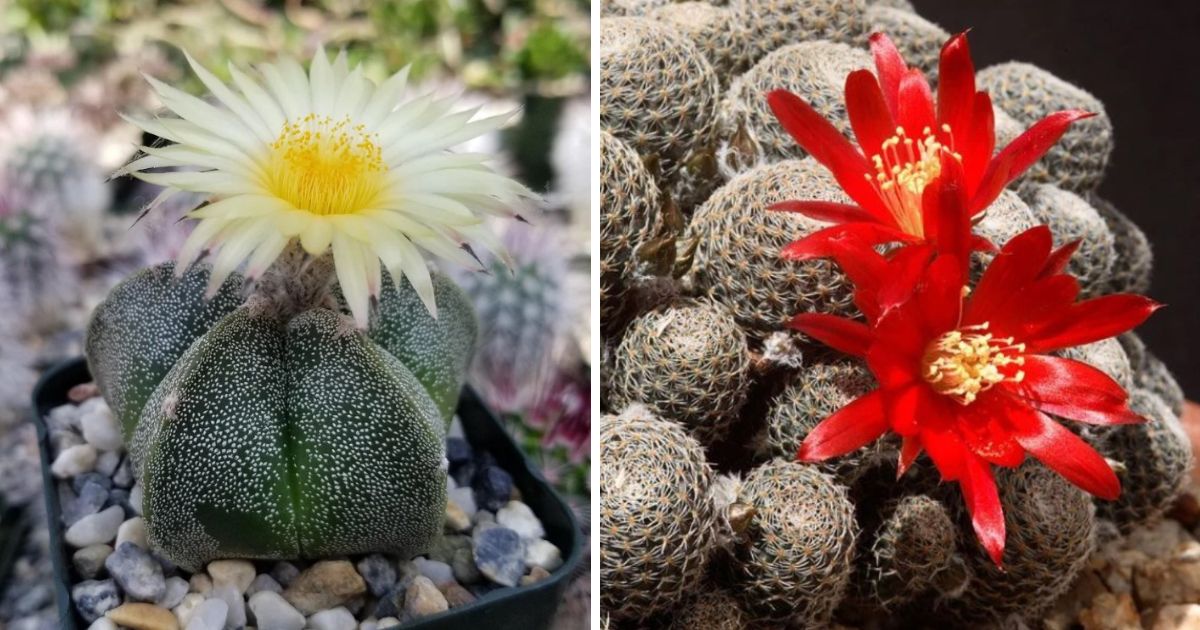 30 Fanciful Flowering Cactus Plants You Won’t Believe Are Real