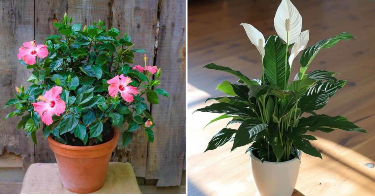 7 Fast-Growing Indoor Plants Perfect for Beginners and Busy Homes