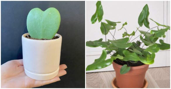 11 Unique Heart-Shaped Leaf Houseplants To Bring Romantic Vibes To Your ...