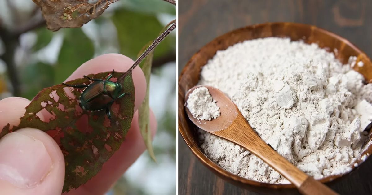 9 Natural Ways To Repel Japanese Beetles From The Garden