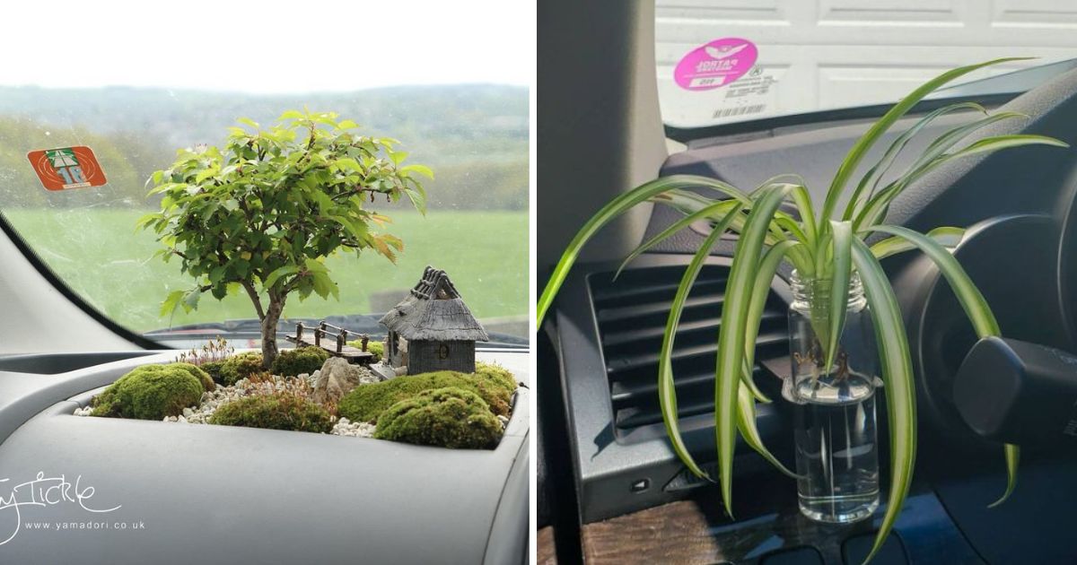 9 Small But Mighty Plants You Can Surprisingly Grow Inside Your Car