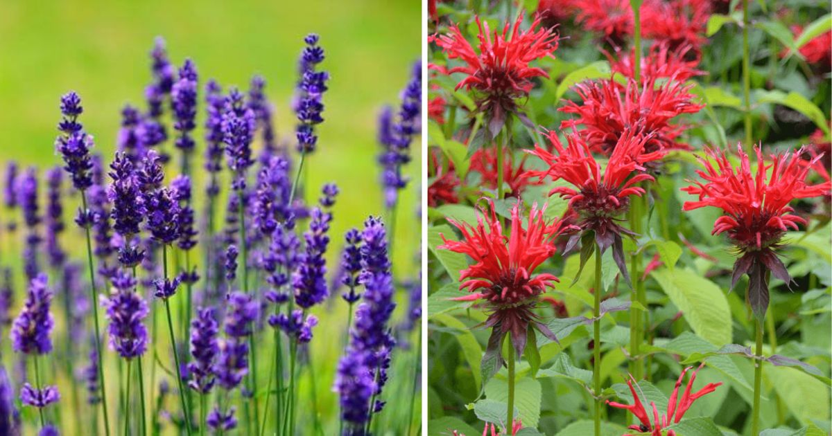 12 Plants and Herbs That Naturally Repel Insects From Your Garden