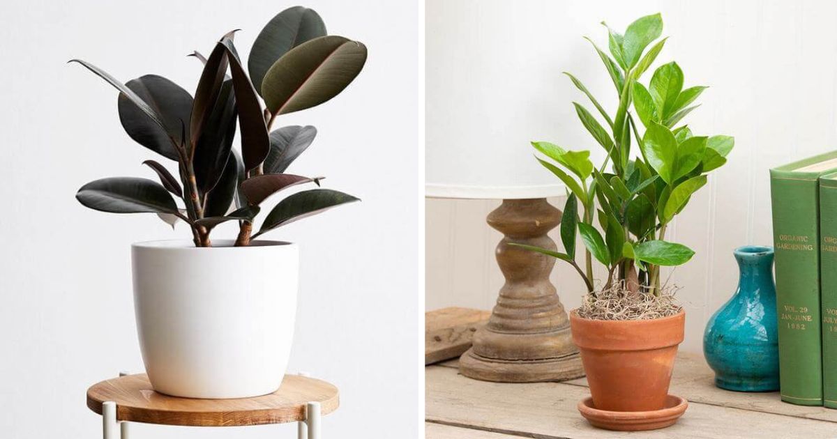 7 Dust-Fighting Indoor Plants Every Clean Home Needs