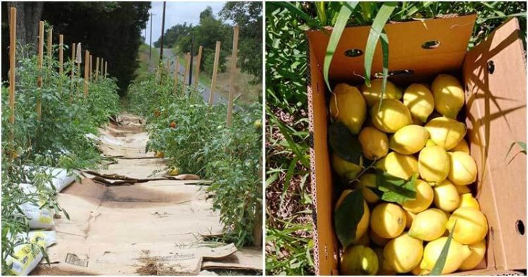 DIY Cardboard Projects To Your Garden