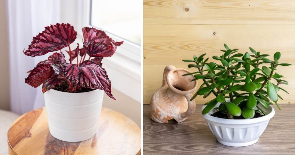16 Beautiful Desk Plants That Bring Life, Luck, and Calm to Your Workspace