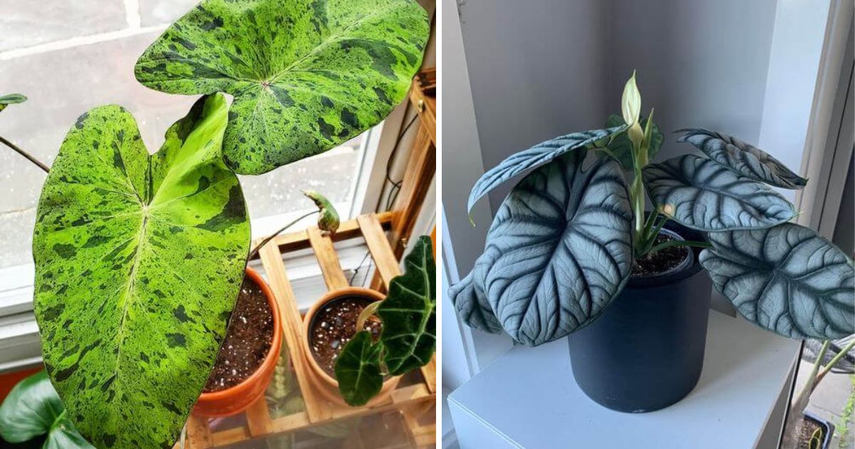 20 Stunning Indoor Plants With Striking Elephant Ear-Shaped Leaves That ...