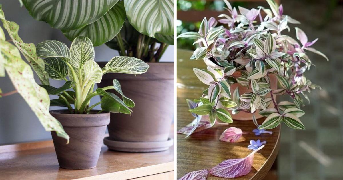18 White-Striped Indoor Plants That Instantly Brighten Up Your Home