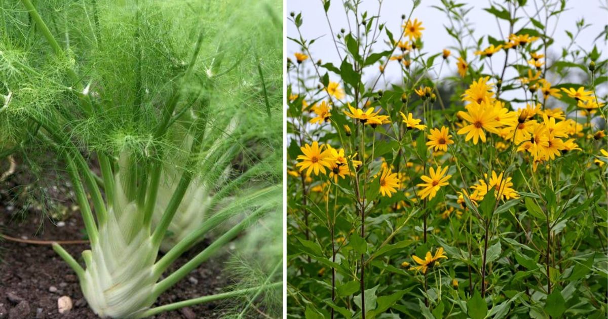 14 Gorgeous Plants That Beautify Your Yard and Feed You