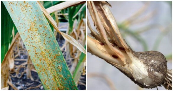 11 Most Common Garlic Pests and Diseases