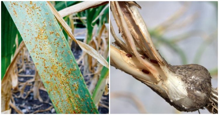 11 Most Common Garlic Pests and Diseases
