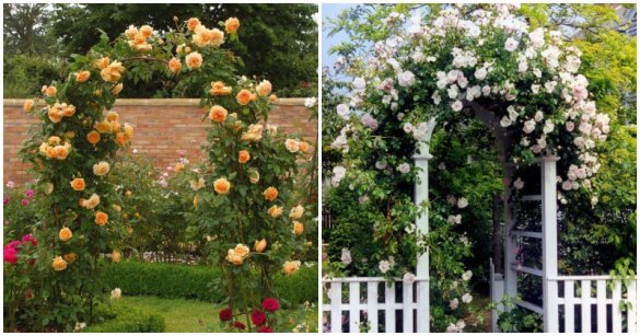 22 Charming Garden Gates Covered in Flowers