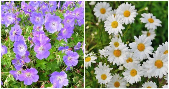 19 Longest Blooming Perennial Flowers That You Can Grow For Everlasting ...