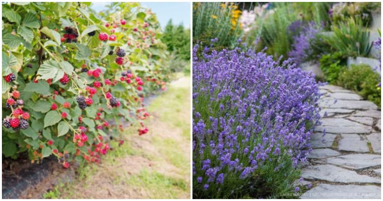16 Best Beautiful Plants For Your Edible Landscape