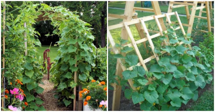 13 Easy DIY Cucumber Trellis Ideas