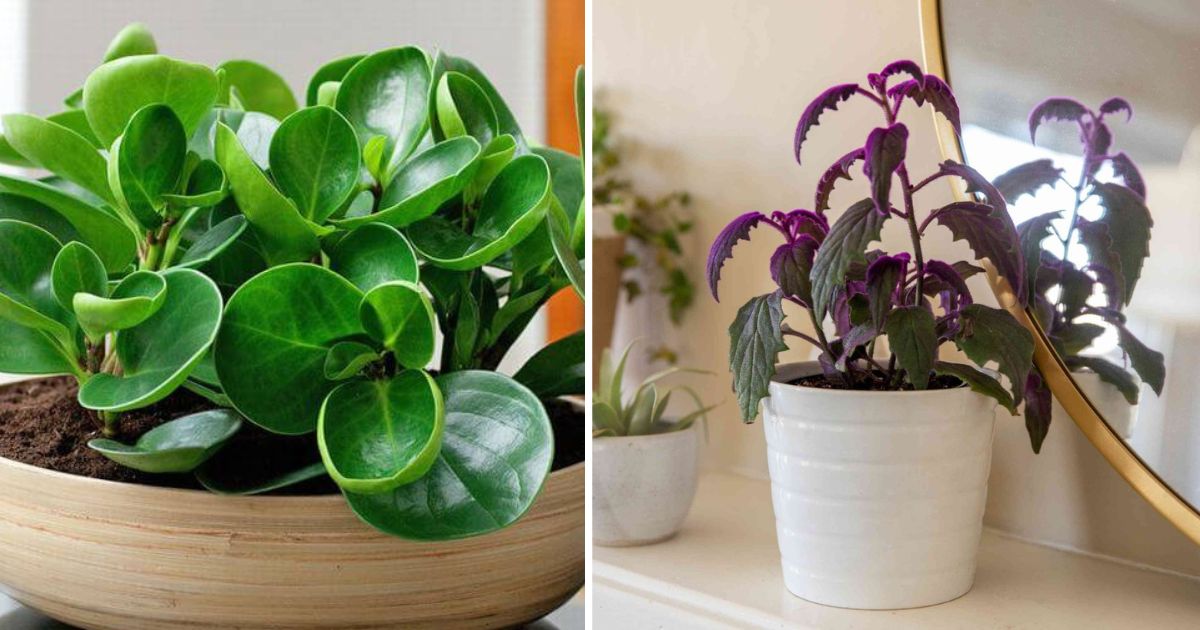 18 Fast-Growing Houseplants That Bring Instant Green Joy Indoors