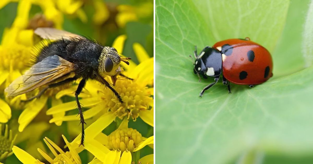 Top 10 Incredible Benefits of Rosemary and Cloves Blend