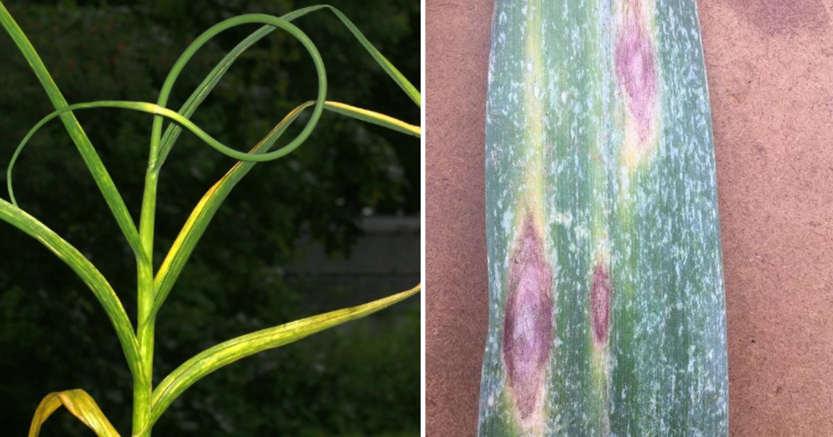 11 Common Garlic Pests and Diseases You Should Watch Out For