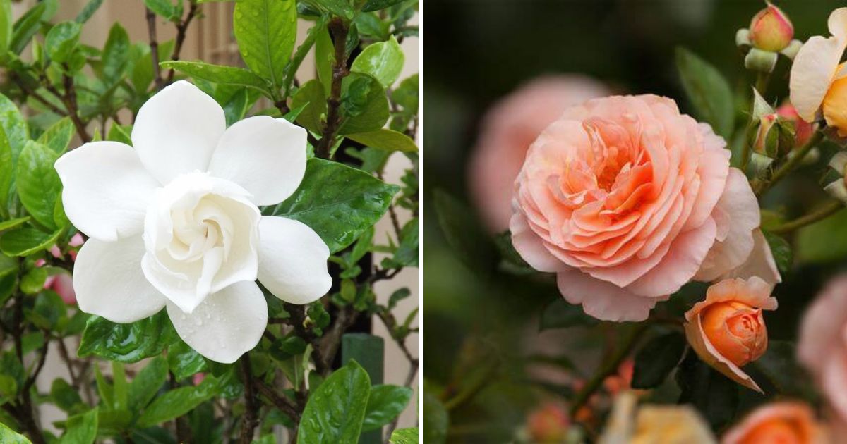 5 Most Difficult Flowers To Grow But Totally Worth the Effort