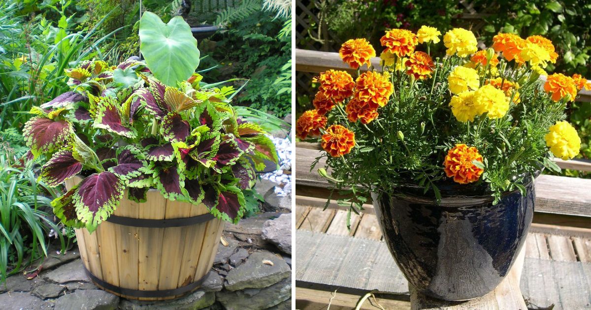 13 Gorgeous Fall Flowers That Bring Containers to Life
