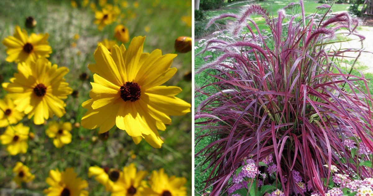 11 Beautiful Border Plants That Thrive in Sunny Gardens