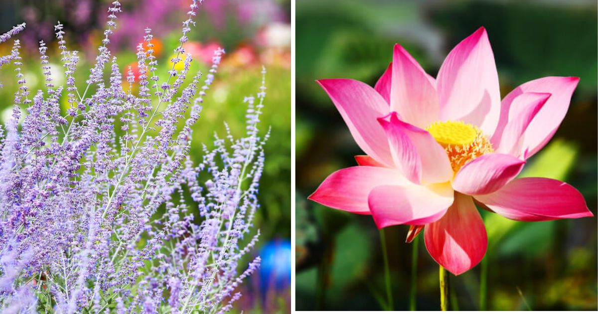 13 Stunning Russian Flowers You Can Grow at Home for a Touch of Wild Beauty