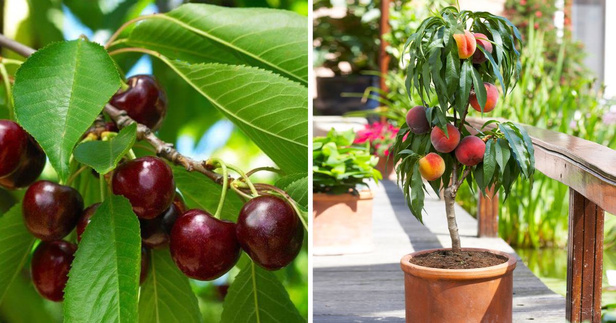 8 Compact Fruit Trees That Deliver Big Harvests in Small Spaces