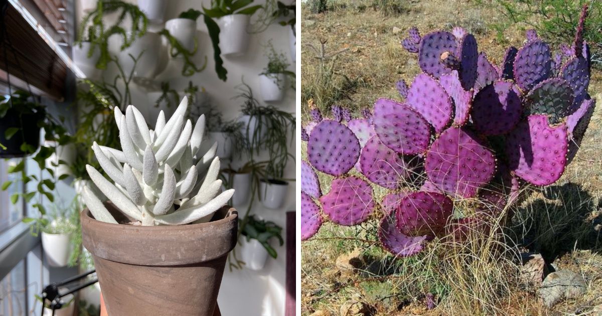 17 Fruits You Can Easily Grow At Home And Enjoy Fresh Produce