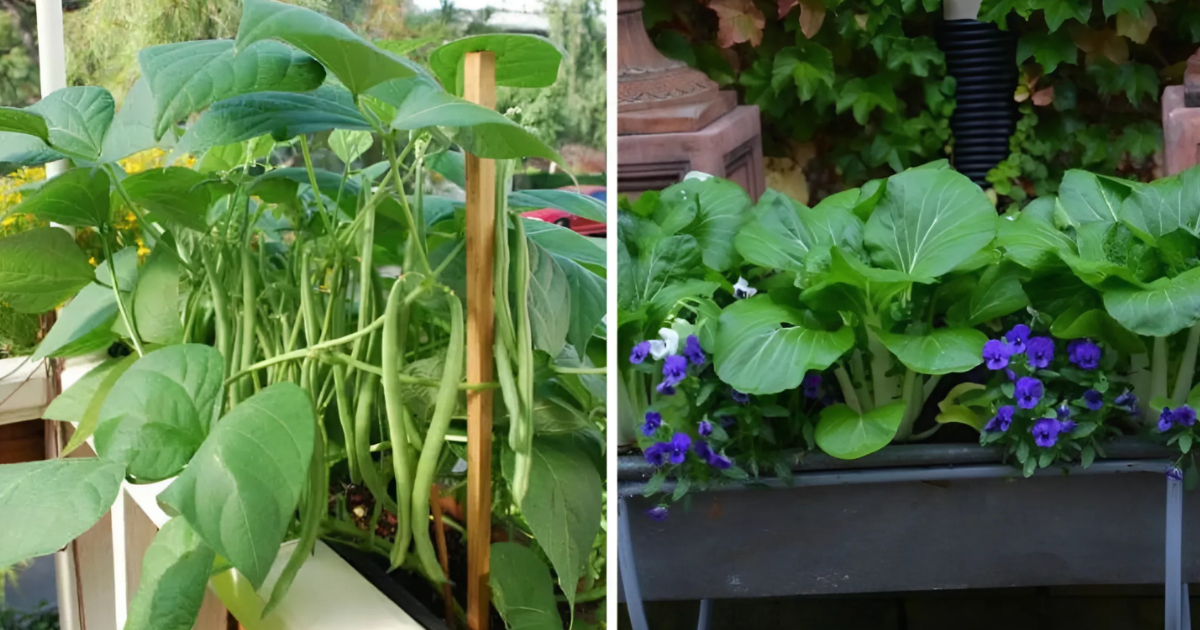 12 Easy Vegetables to Grow on Railings for Fresh Harvests in Small Spaces