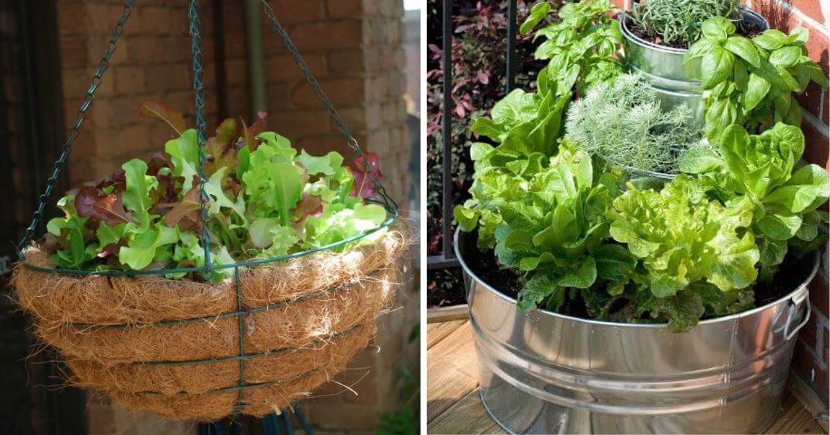 12 Clever DIY Ways To Grow Lettuce At Home