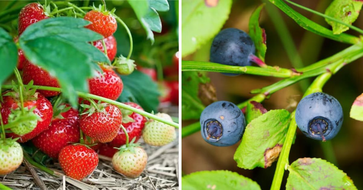 15 Easy Berries to Grow in Your Garden No Green Thumb Needed!