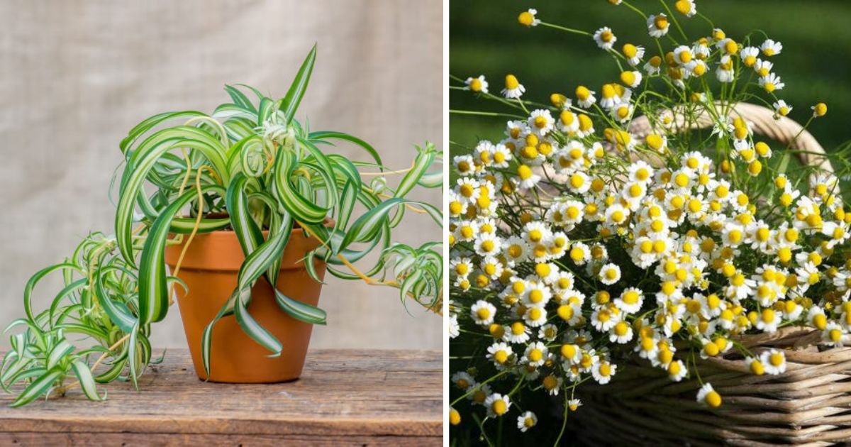 15 Powerful Indoor Plants That Quietly Boost Your Health Every Day