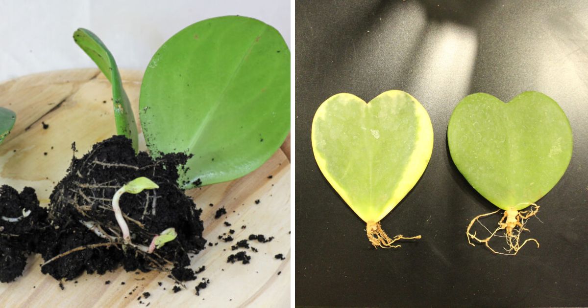 11 Houseplants You Can Grow From Just One Leaf