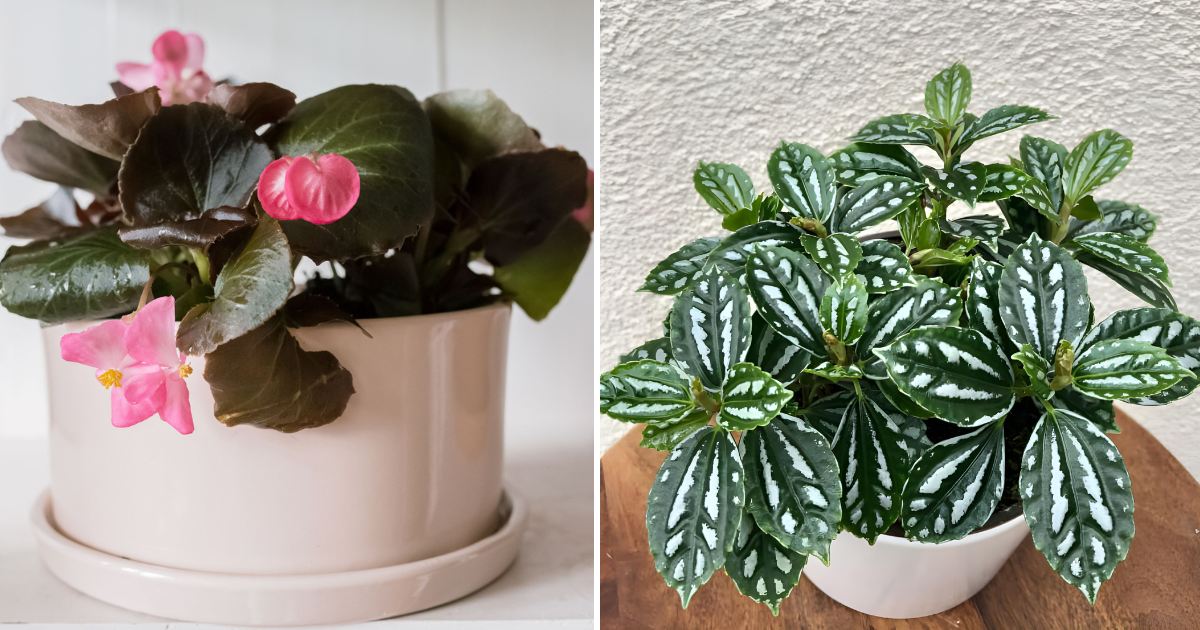 12 Indoor Plants That Love Medium Light and Brighten Your Space