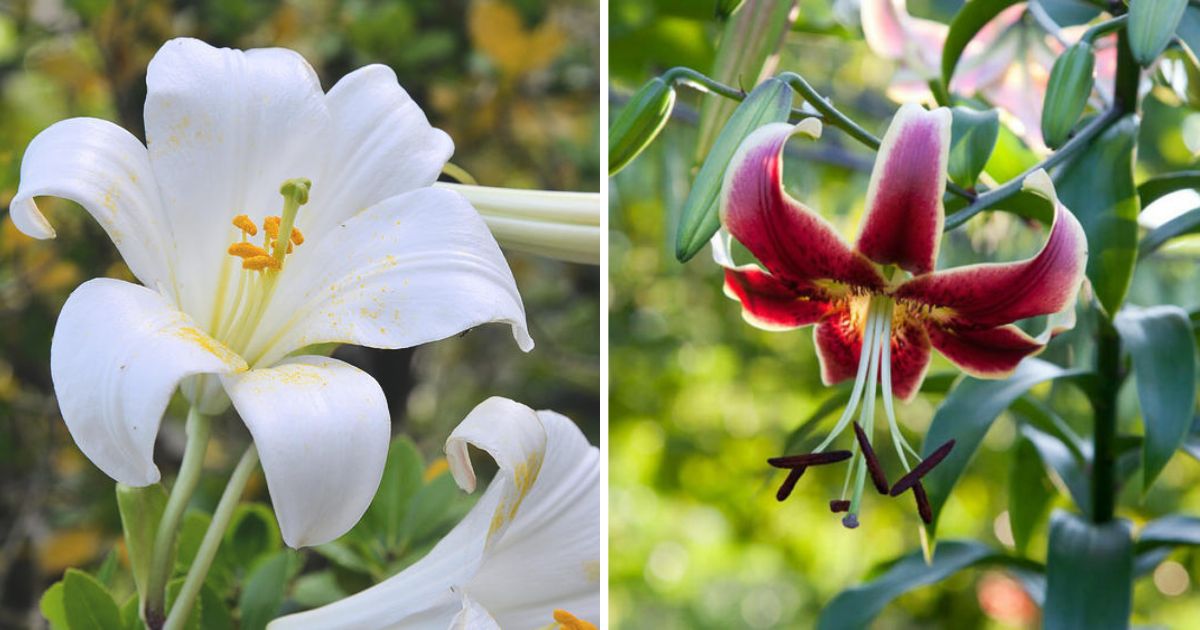 15 Stunning Lilies That Will Brighten Up Your Garden All Season
