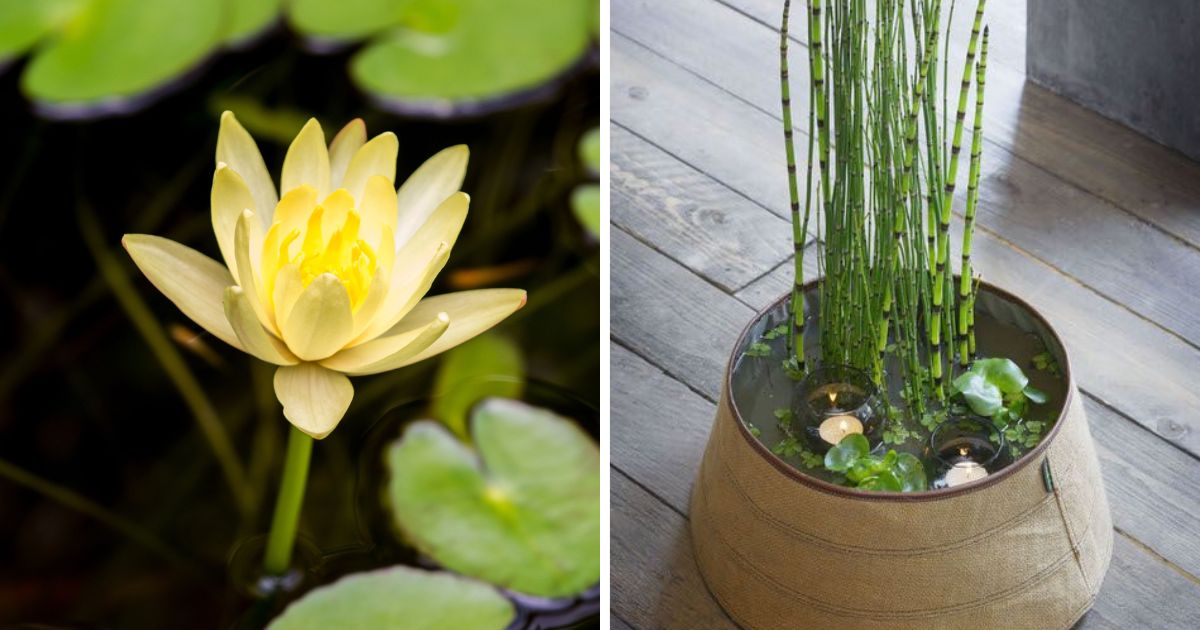 13 Charming Small Water Plants to Grow in Mini Water Gardens or Containers