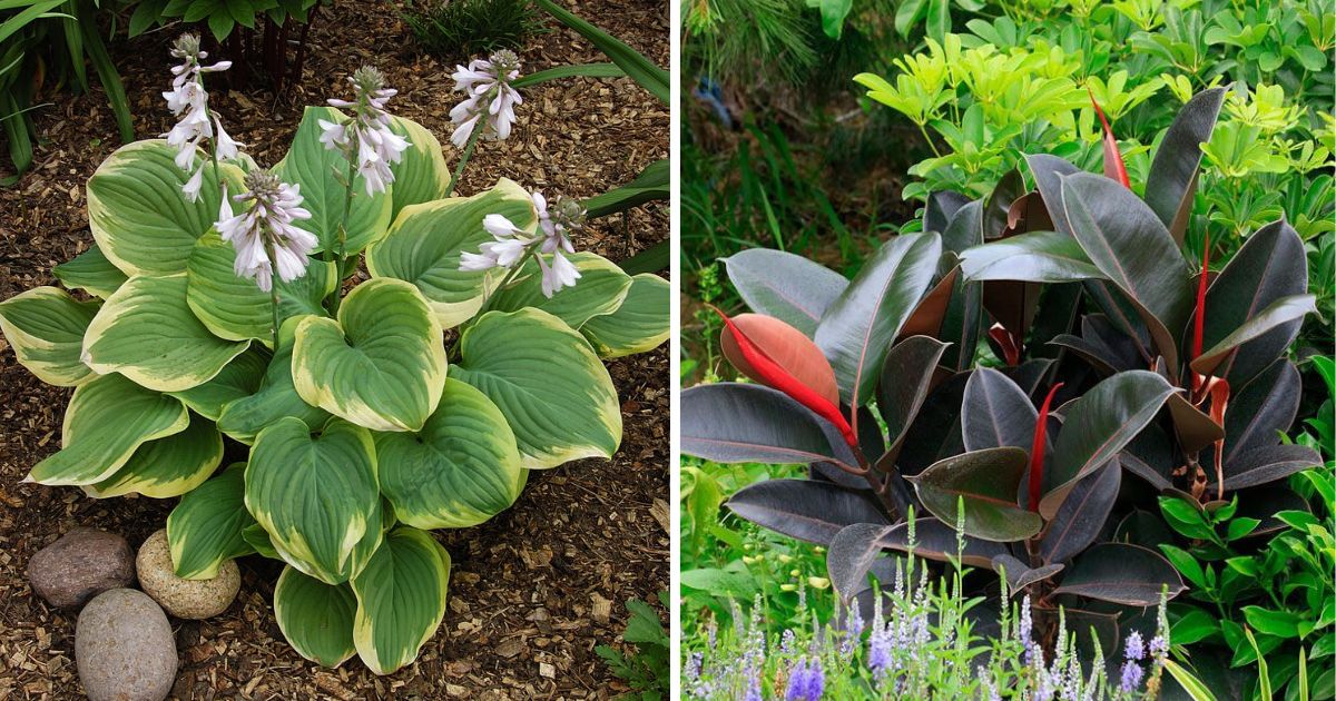 15 Stunning Big Leaf Plants To Grow Outdoor