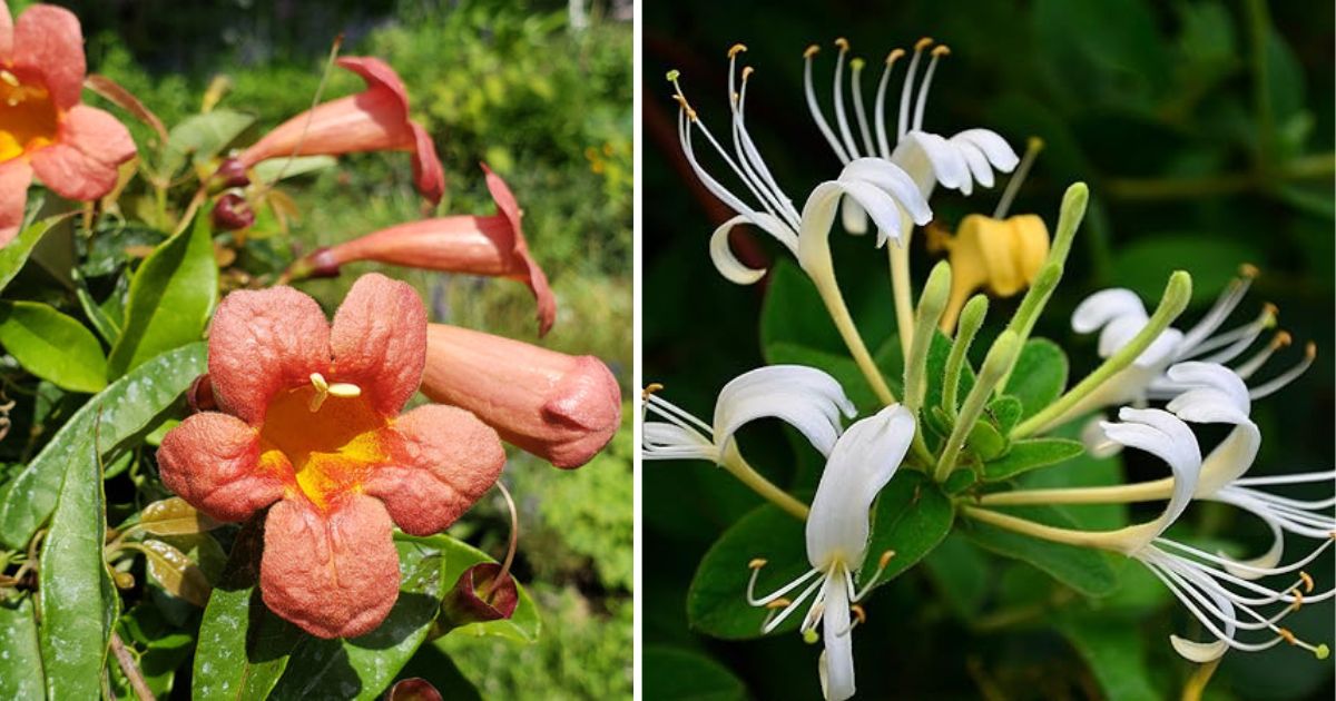 11 Gorgeous Perennial Vines That Soak Up the Sun and Beautify Your Garden