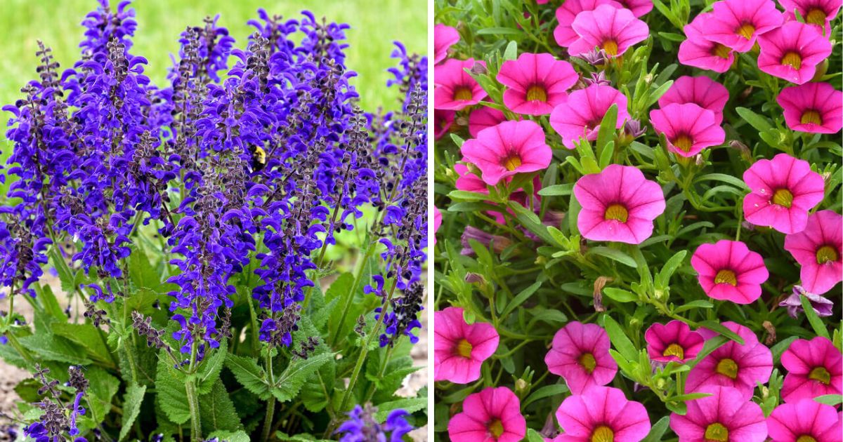 9 Best Sun-Loving Plants for Planter Boxes That Thrive in Heat