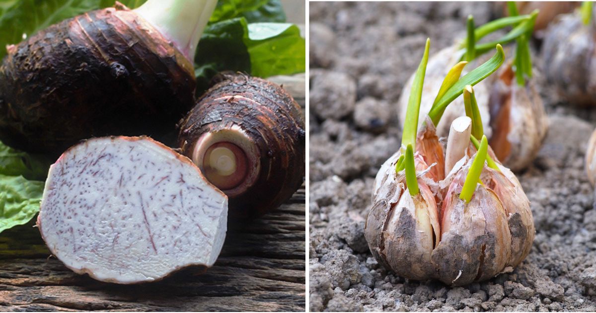 19 Delicious Root Vegetables That Deserve a Spot in Your Garden