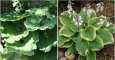15 Stunning Big Leaf Plants To Grow Outdoor