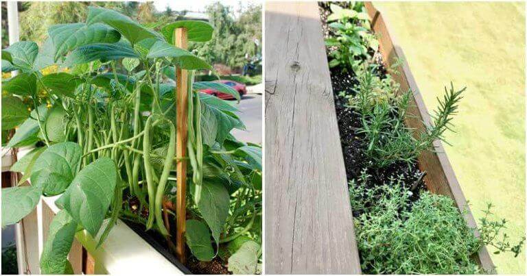 12 Common Vegetables To Grow Well On Railings
