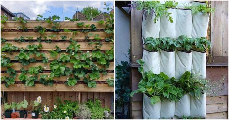 17 Edible Living Wall Ideas To Make The Most Of Space