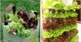 13 Easy DIY Ideas To Grow Lettuce