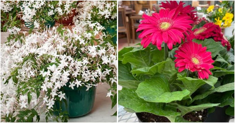 10 Best Indoor Plants To Combat Depression