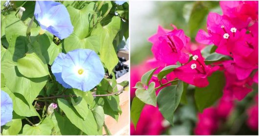 11 Stunning Perennial Vine Plants That Grow Well In Full Sun